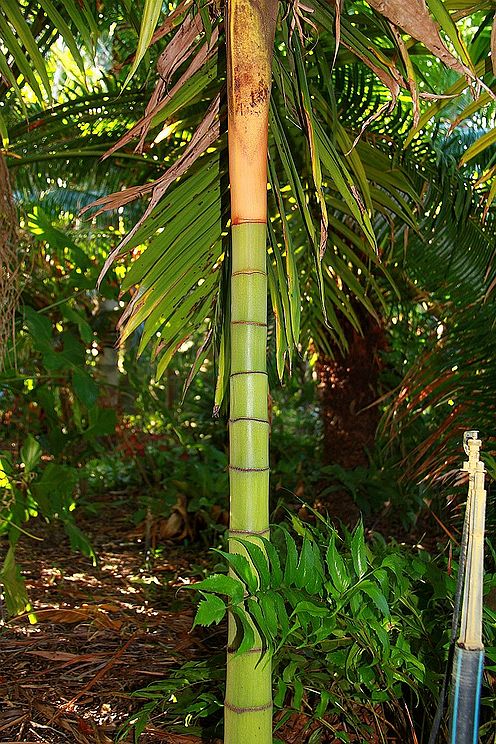 Dypsis rivularis - Palmpedia - Palm Grower's Guide