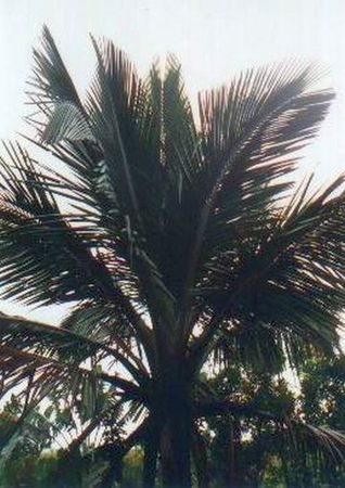 Voanioala - Alchetron, The Free Social Encyclopedia