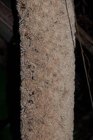 Phytelephas macrocarpa - Palmpedia - Palm Grower's Guide