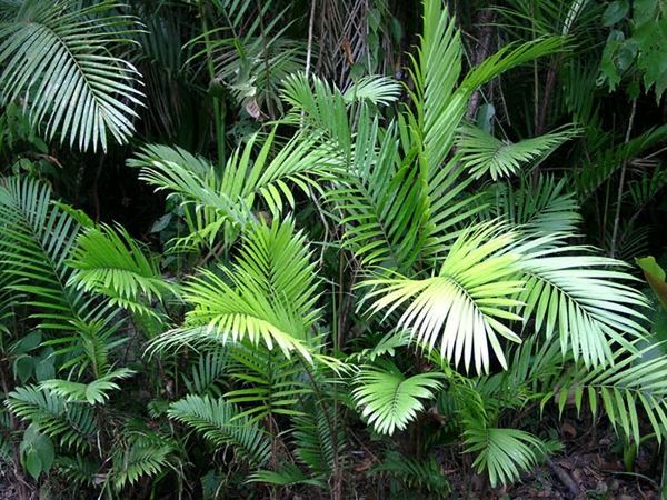 Bactris concinna - Palmpedia - Palm Grower's Guide