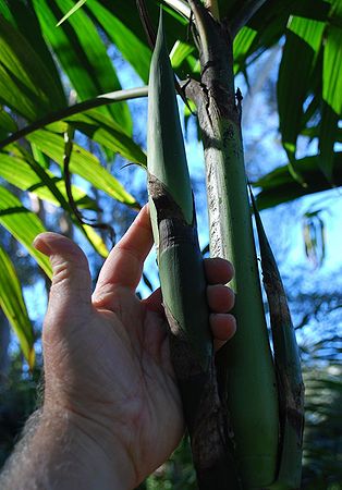Chamaedorea tepejilote - Palmpedia - Palm Grower's Guide