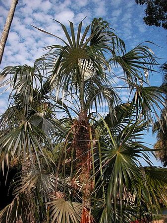Coccothrinax argentata - Palmpedia - Palm Grower's Guide