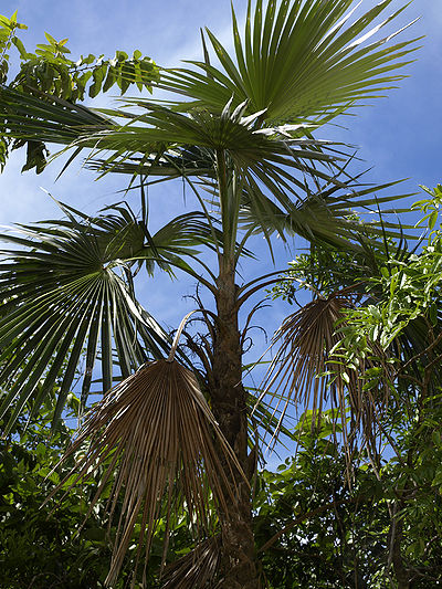 Coccothrinax argentea - Palmpedia - Palm Grower's Guide