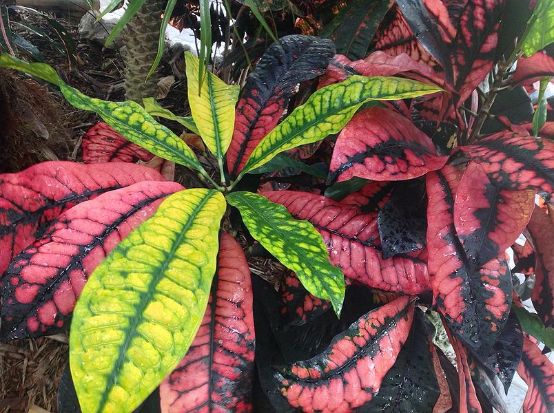 FLAMINGO - Palmpedia - Palm Grower's Guide