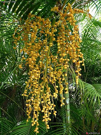 Chrysalidocarpus lutescens - Palmpedia - Palm Grower's Guide