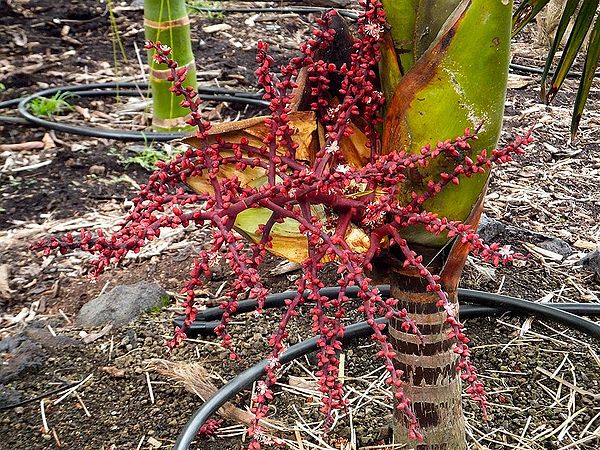 Loxococcus rupicola - Palmpedia - Palm Grower's Guide