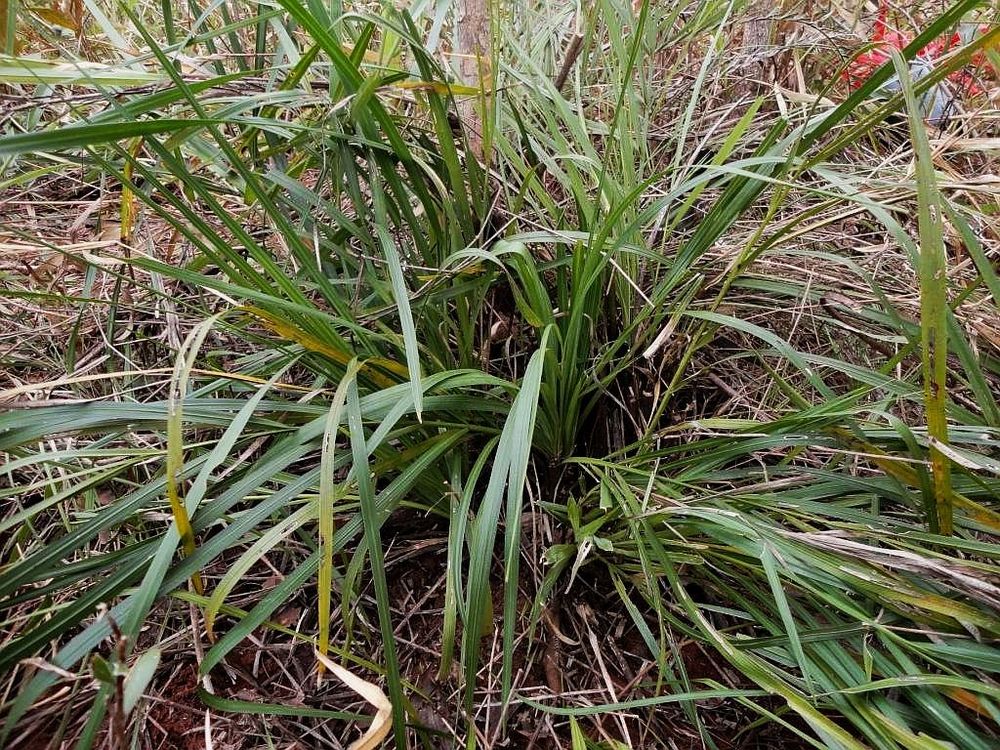 Syagrus pompeoi - Palmpedia - Palm Grower's Guide