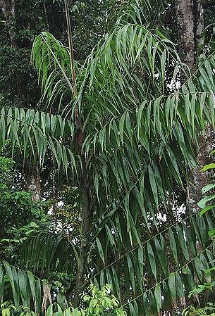 Plectocomia pierreana - Palmpedia - Palm Grower's Guide