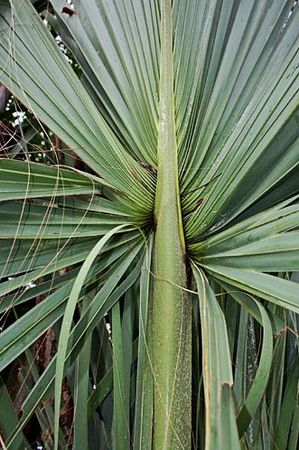 Sabal maritima - Palmpedia - Palm Grower's Guide