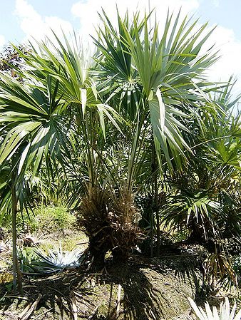 Leucothrinax morrissii - Palmpedia - Palm Grower's Guide