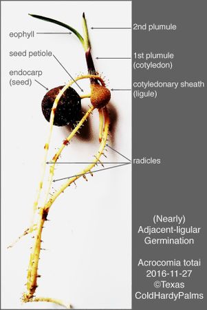 Acrocomia totai - Palmpedia - Palm Grower's Guide