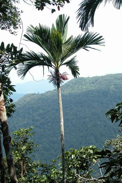 Loxococcus rupicola - Palmpedia - Palm Grower's Guide