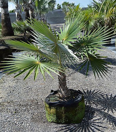 Coccothrinax cupularis - Palmpedia - Palm Grower's Guide