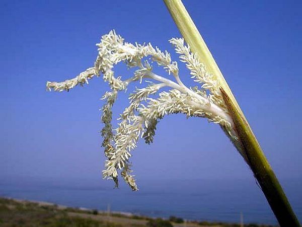 Coccothrinax torrida - Palmpedia - Palm Grower's Guide
