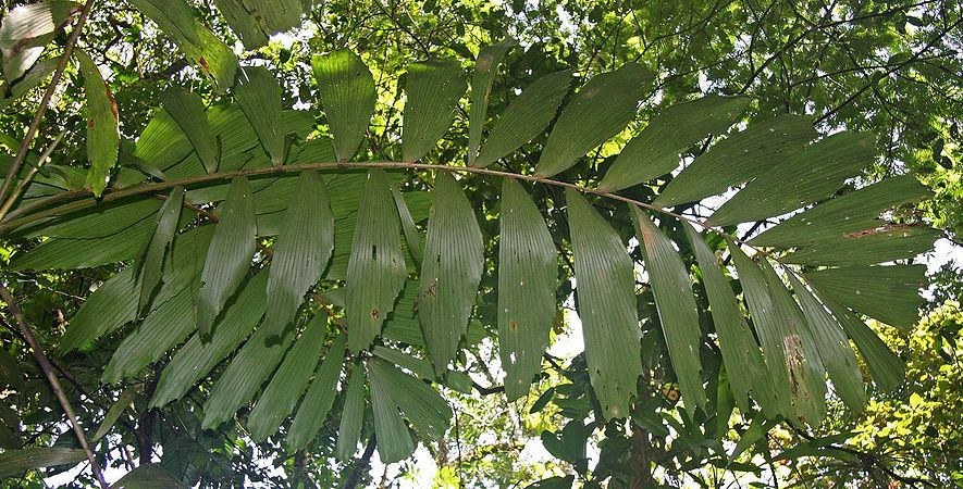 Iriartea deltoidea - Palmpedia - Palm Grower's Guide