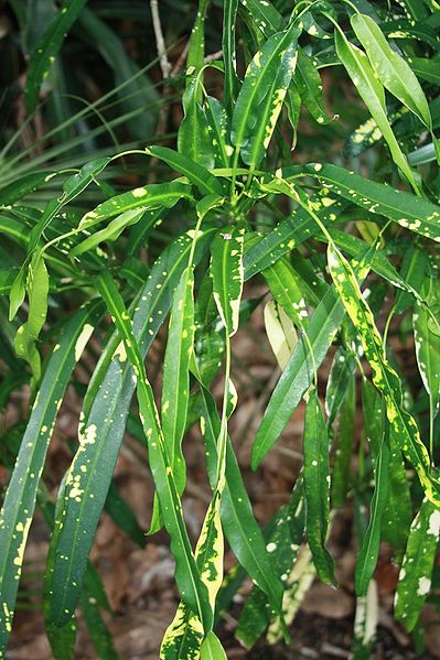 JOHANNIS - Palmpedia - Palm Grower's Guide