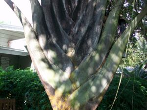 Leaf base - Palmpedia - Palm Grower's Guide