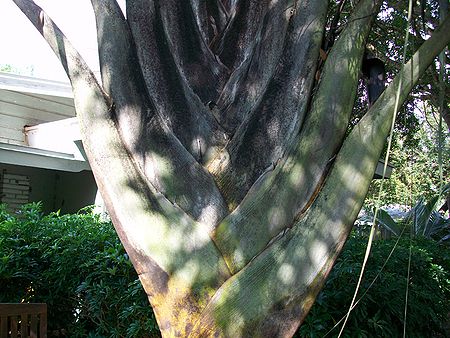 Leaf base - Palmpedia - Palm Grower's Guide