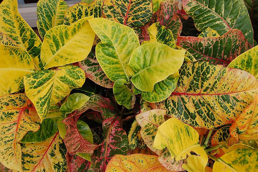 MACKENZIE - Palmpedia - Palm Grower's Guide