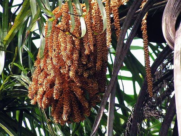 Syagrus macrocarpa - Palmpedia - Palm Grower's Guide