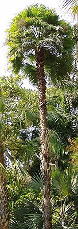 Brahea brandegeei - Palmpedia - Palm Grower's Guide