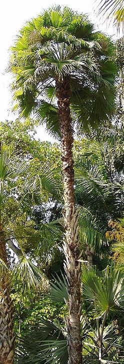 Brahea brandegeei - Palmpedia - Palm Grower's Guide