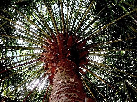 Copernicia alba - Palmpedia - Palm Grower's Guide