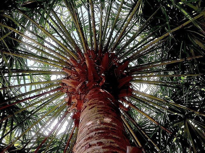 Copernicia alba - Palmpedia - Palm Grower's Guide