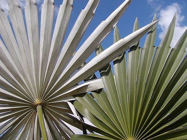 Coccothrinax cupularis - Palmpedia - Palm Grower's Guide