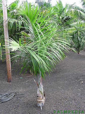 Gaussia princeps - Palmpedia - Palm Grower's Guide