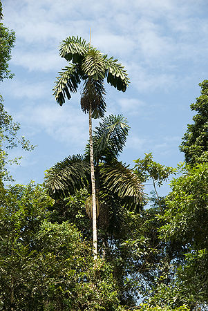 Iriartea deltoidea - Palmpedia - Palm Grower's Guide