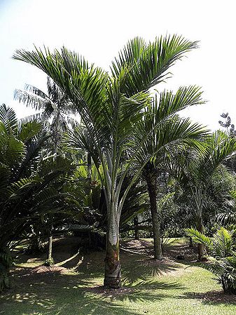 Metroxylon salomonense - Palmpedia - Palm Grower's Guide