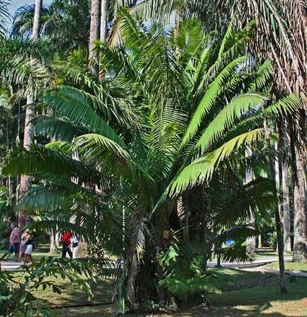 Phytelephas macrocarpa - Palmpedia - Palm Grower's Guide