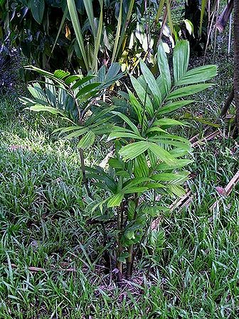 Pinanga riparia - Palmpedia - Palm Grower's Guide