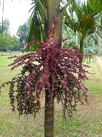 Loxococcus rupicola - Palmpedia - Palm Grower's Guide