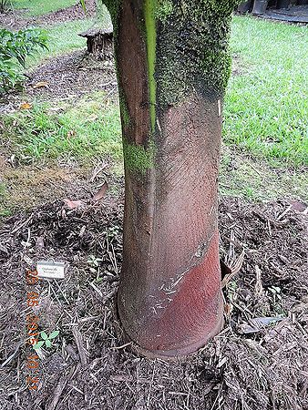 Cyphophoenix alba - Palmpedia - Palm Grower's Guide