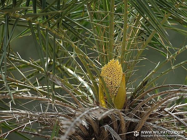 Phoenix pusilla - Palmpedia - Palm Grower's Guide
