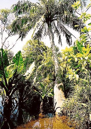 Ravenea musicalis - Palmpedia - Palm Grower's Guide