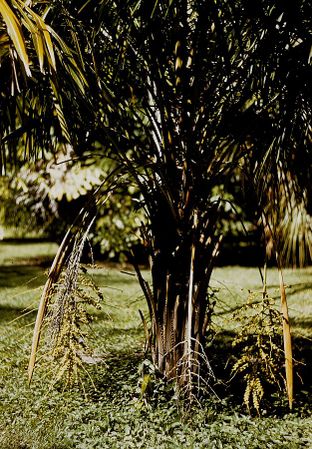 Syagrus schizophylla - Palmpedia - Palm Grower's Guide