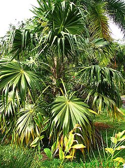 Thrinax parviflora - Alchetron, The Free Social Encyclopedia
