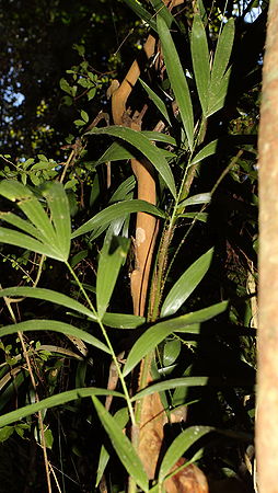 Calamus muelleri - Palmpedia - Palm Grower's Guide