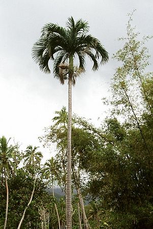 Carpoxylon macrospermum - Palmpedia - Palm Grower's Guide