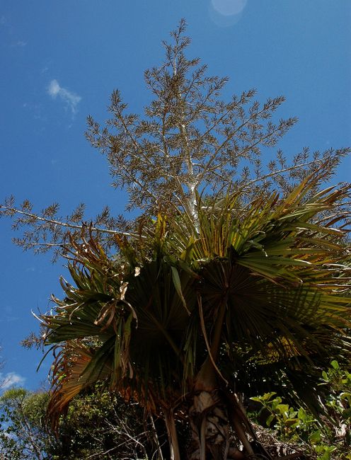 Tahina spectabilis - Palmpedia - Palm Grower's Guide
