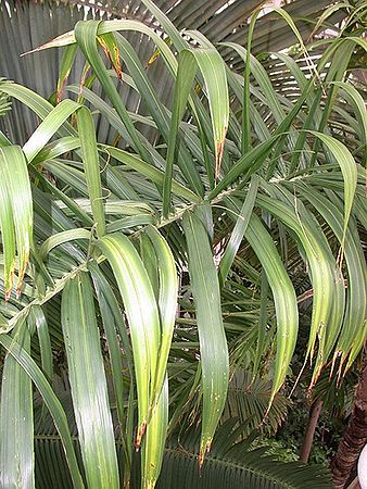 Bactris gasipaes - Palmpedia - Palm Grower's Guide