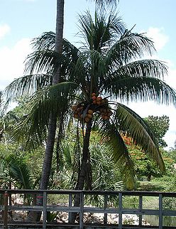 Cocos nucifera 'Maypan' - Palmpedia - Palm Grower's Guide