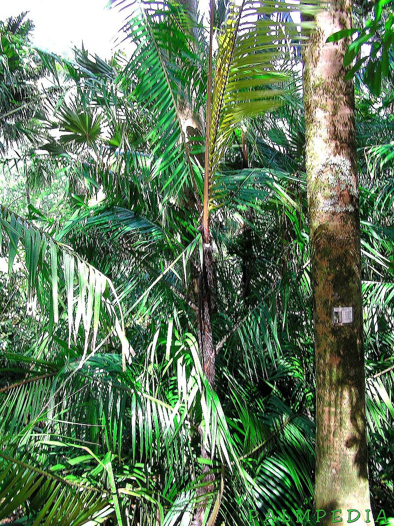 Daemonorops robusta - Palmpedia - Palm Grower's Guide