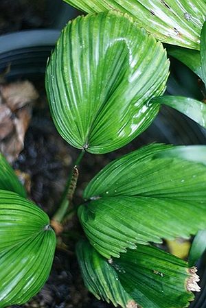 Licuala triphylla - Palmpedia - Palm Grower's Guide