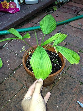 Licuala triphylla - Palmpedia - Palm Grower's Guide