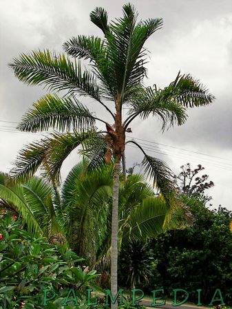 Syagrus pseudococos - Palmpedia - Palm Grower's Guide