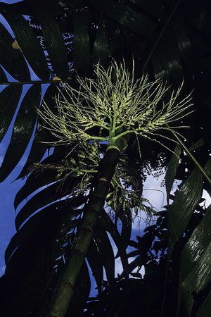 Areca concinna - Palmpedia - Palm Grower's Guide